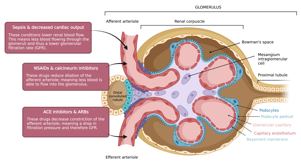 Part 2: Diseases | Project Tulip Academy