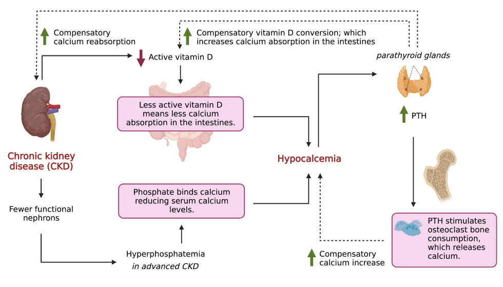 Part 2: Diseases | Project Tulip Academy